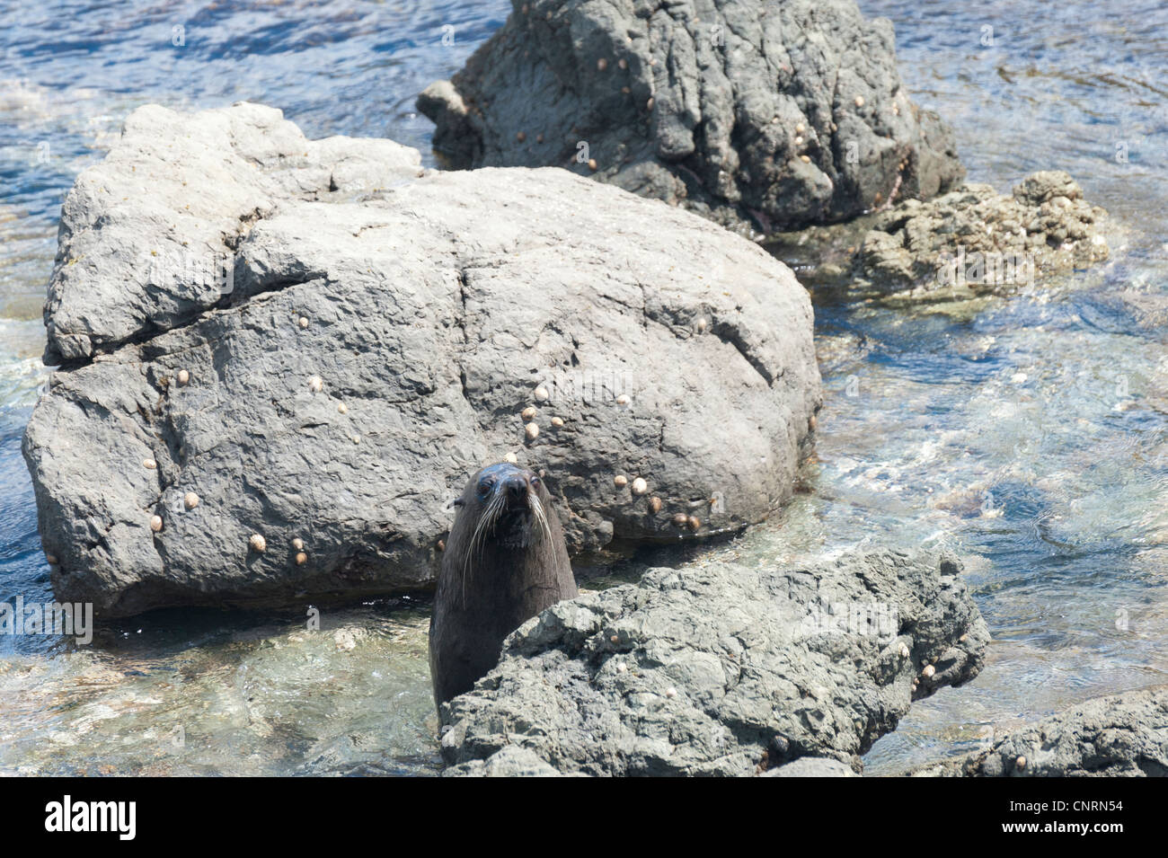 Maori kekeno hi-res stock photography and images - Alamy