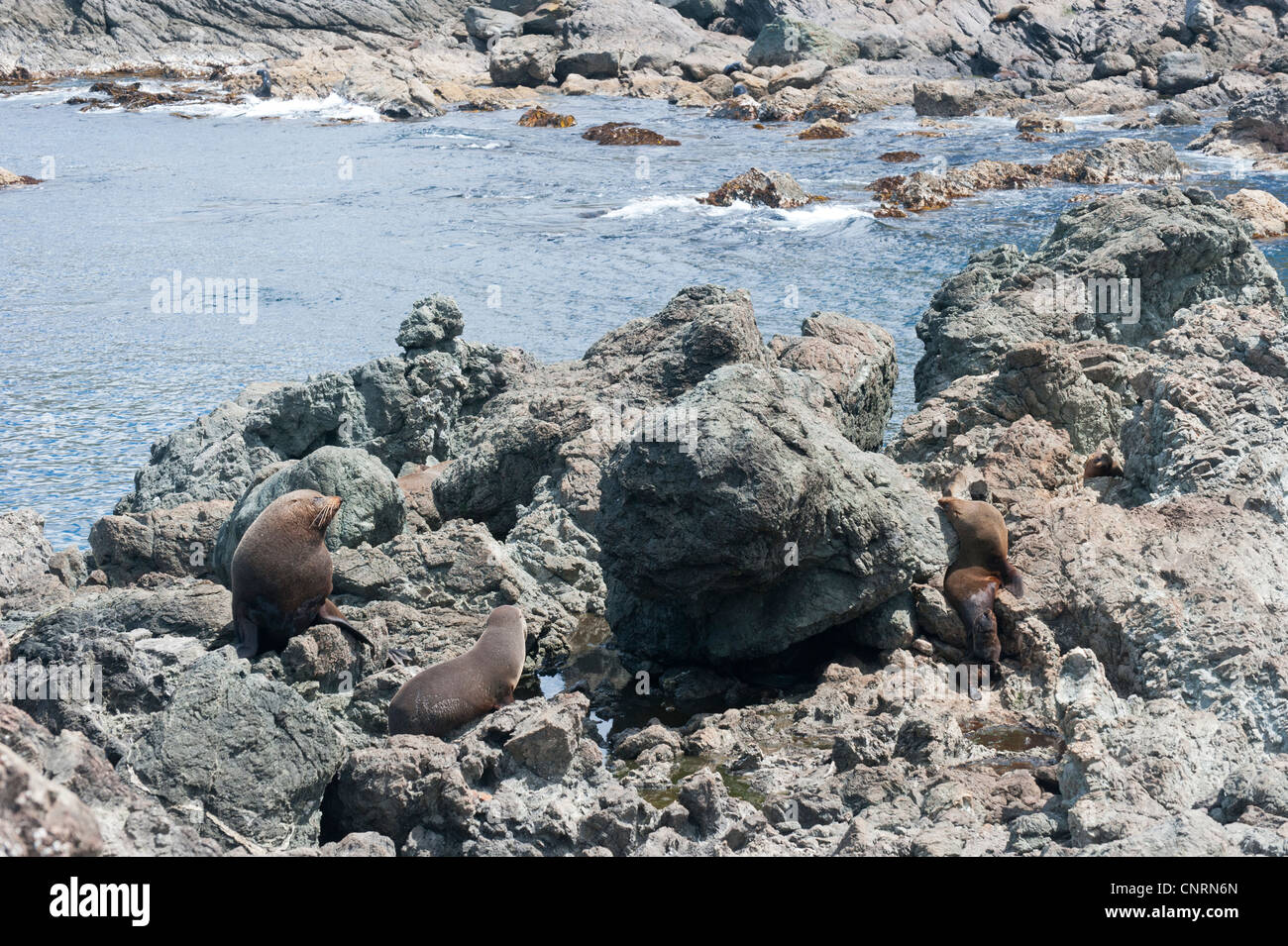 Maori kekeno hi-res stock photography and images - Alamy