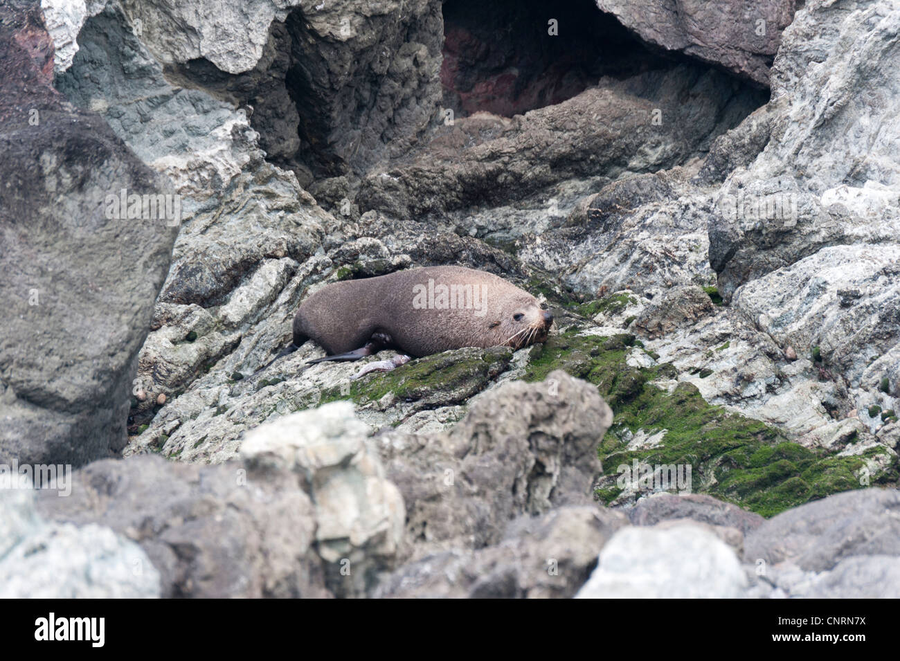 New Zealand Fur Seals, Arctocephalus forsteri (kekeno in Maori) at Cape ...