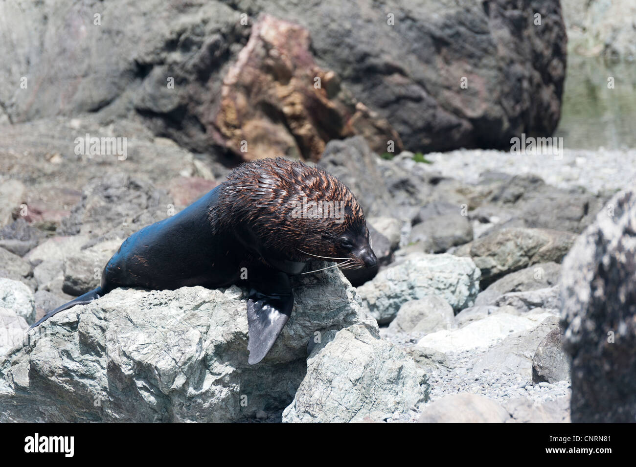 Maori kekeno hi-res stock photography and images - Alamy