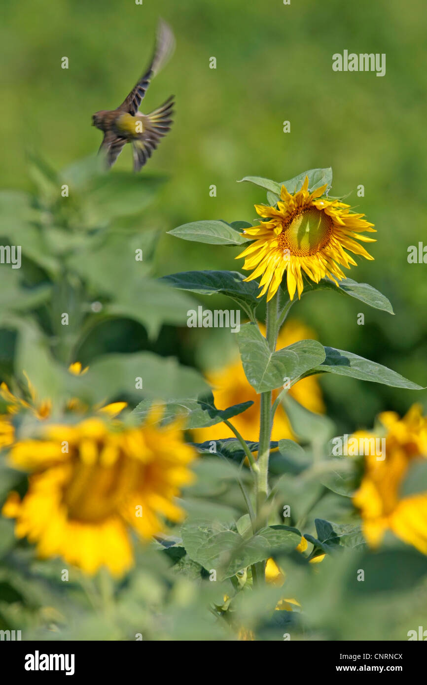 Flying over fields blooming sunflowers hi-res stock photography and ...