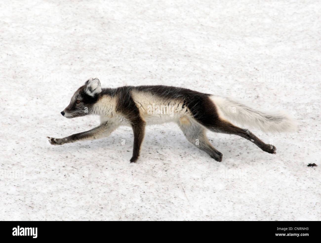 Ice Foxes High Resolution Stock Photography and Images - Alamy