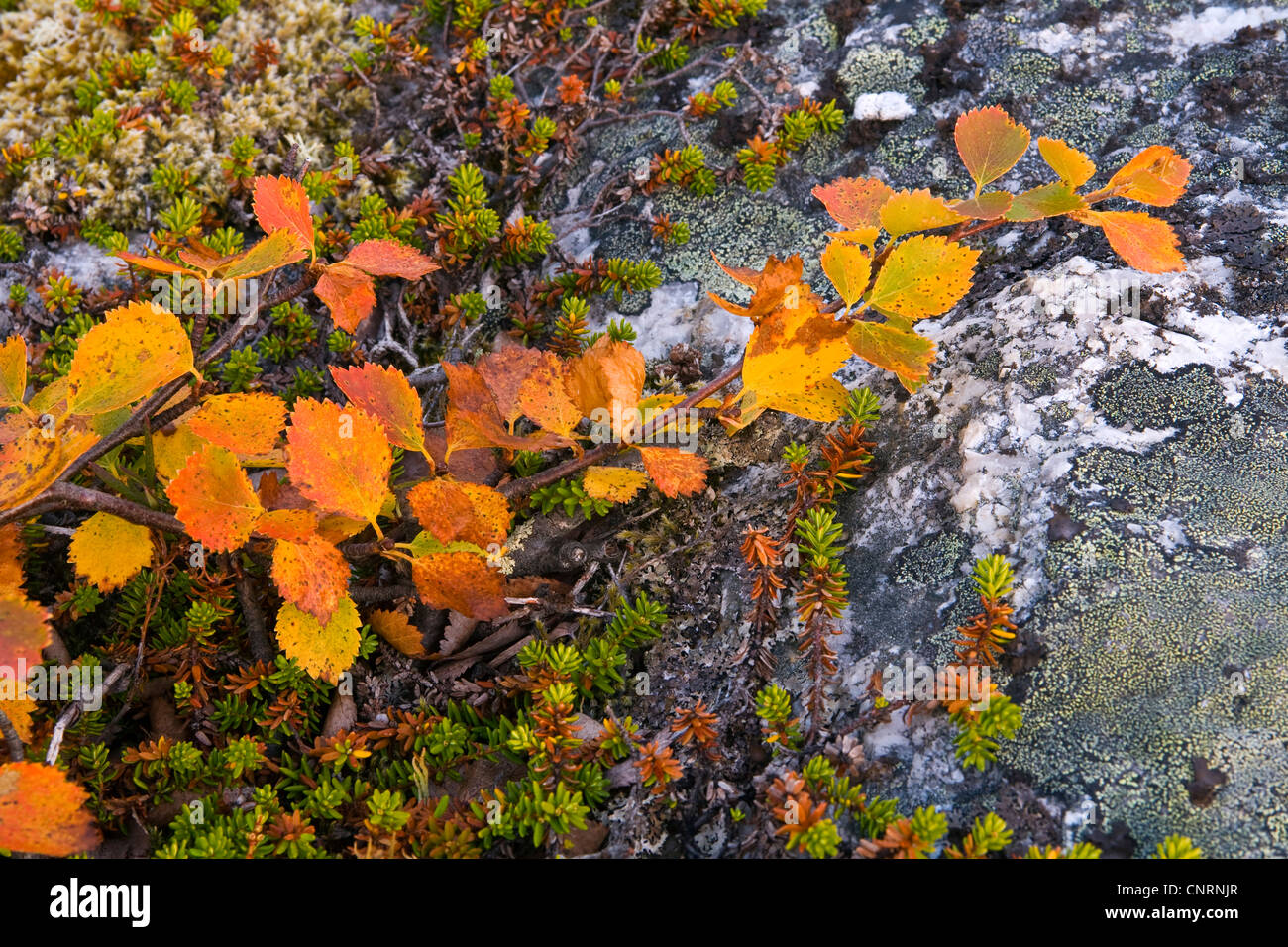 birch (Betula spec.), autumn in tundra, Norway, Troms, Kval ya Stock ...