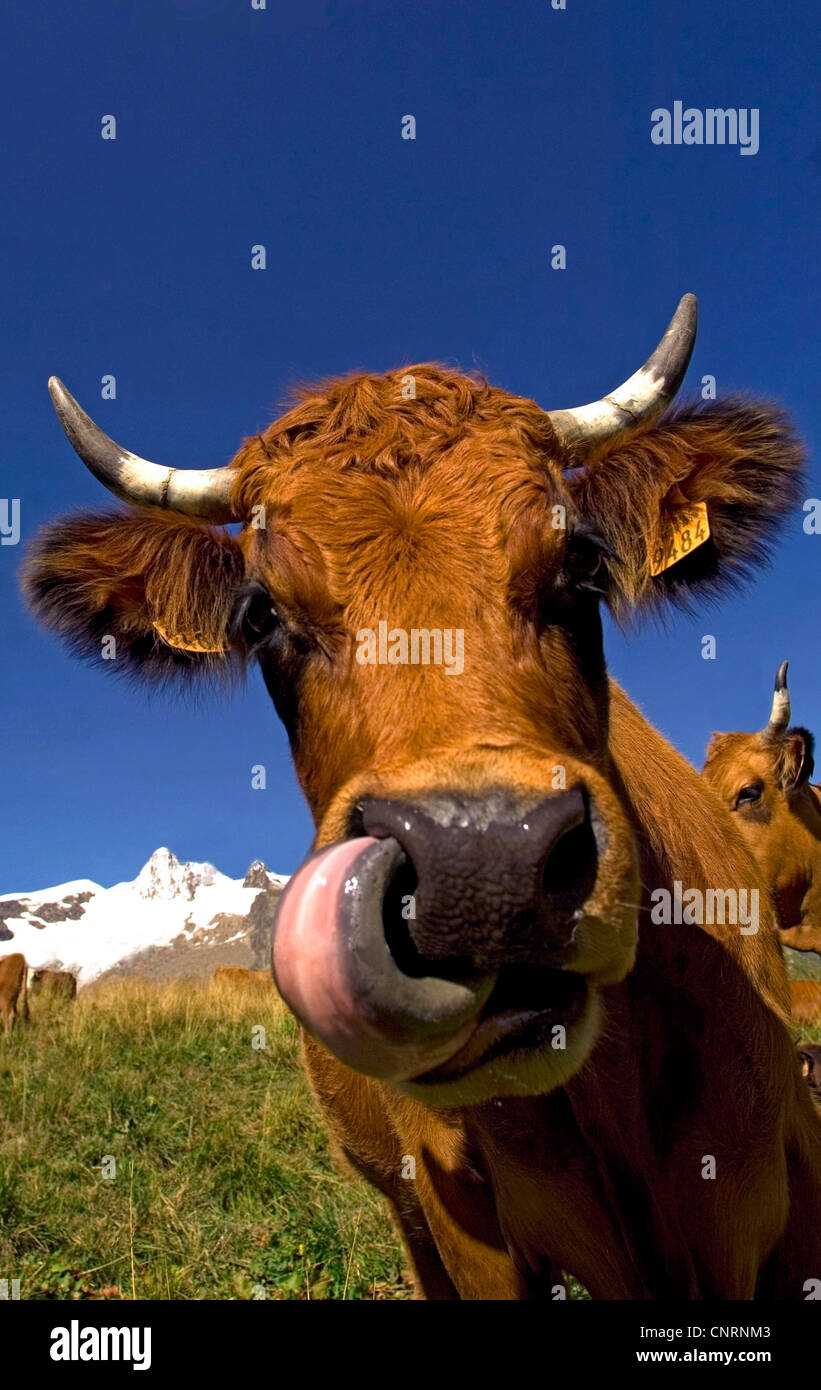 domestic cattle (Bos primigenius f. taurus), cow from Tarentaise valley ...
