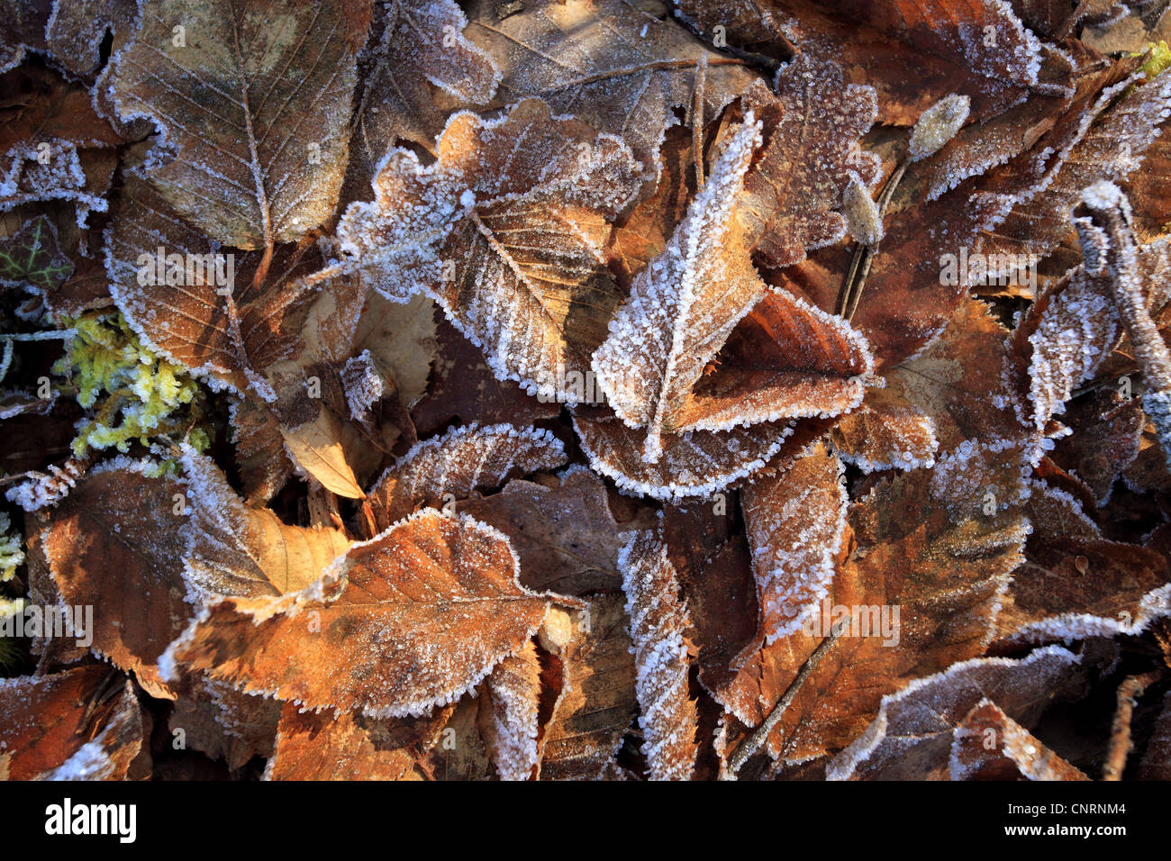 Leave ground hi-res stock photography and images - Alamy