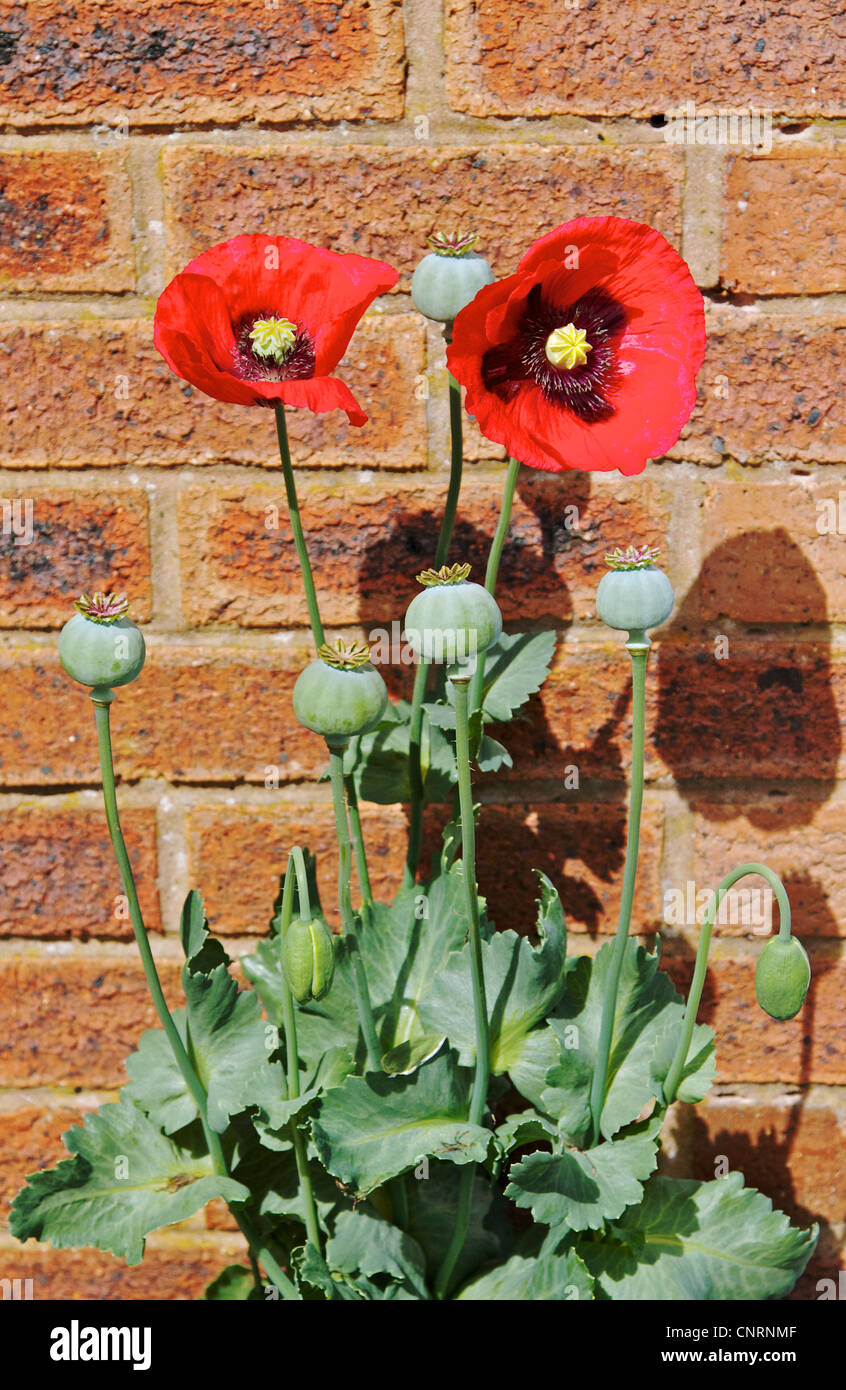 poppy growing wild in front of brick wall Stock Photo - Alamy