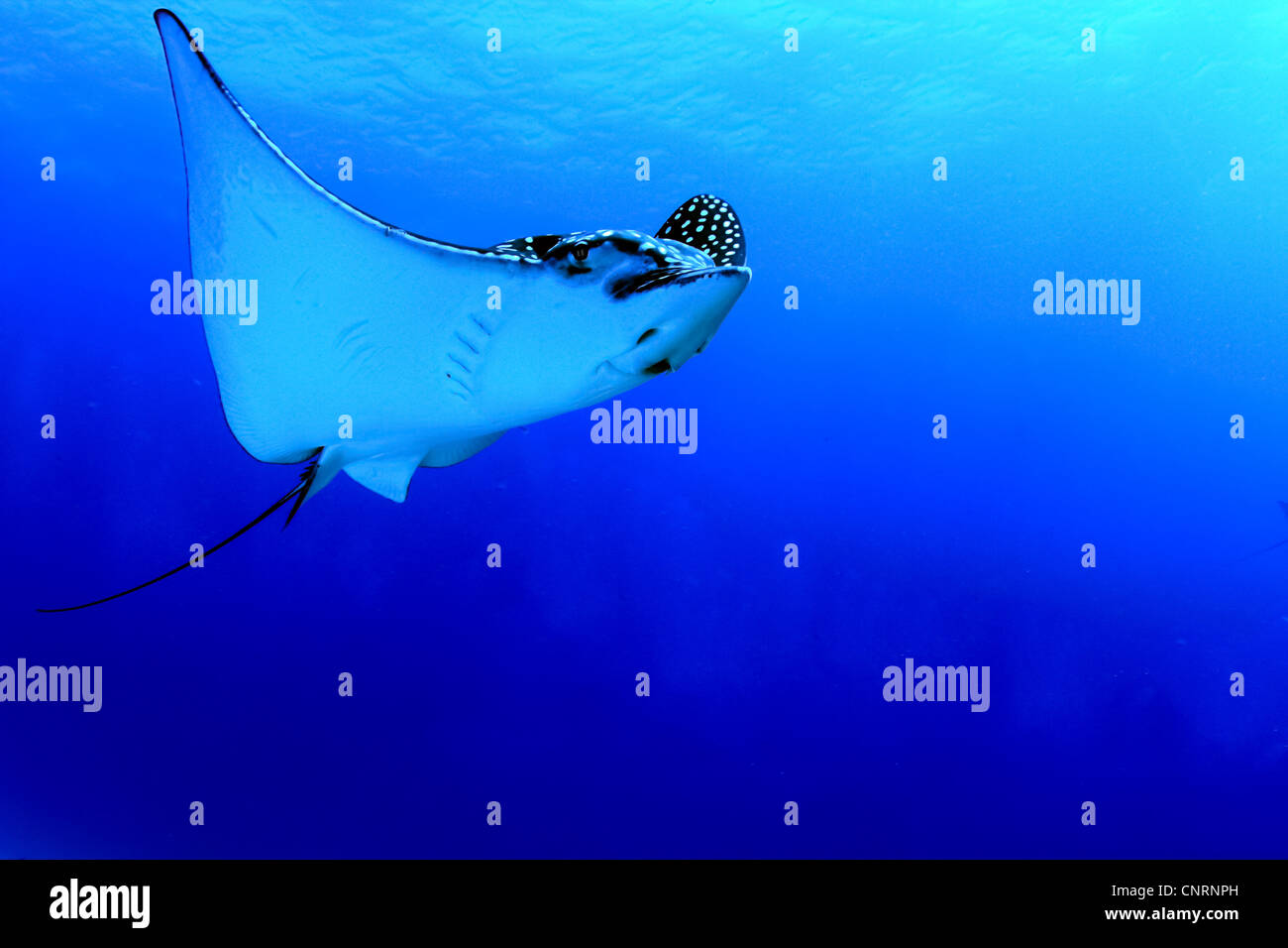 A huge Caribbean spotted eagle ray glides by in Mexico Stock Photo - Alamy