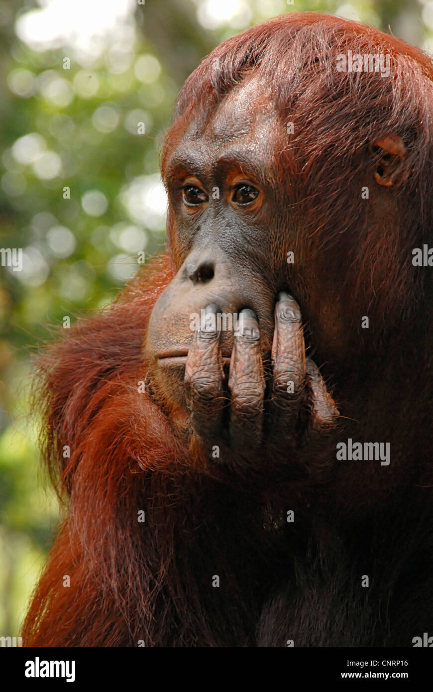 orang-utan, orangutan, orang-outang (Pongo pygmaeus), dreaming Stock ...