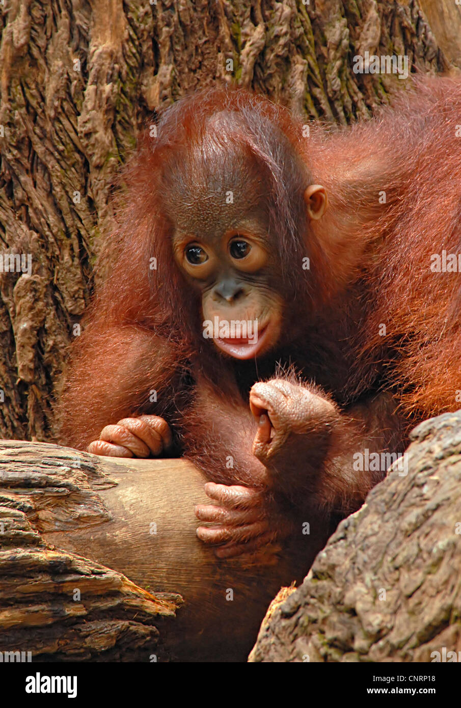orang-utan, orangutan, orang-outang (Pongo pygmaeus), orangutan baby ...