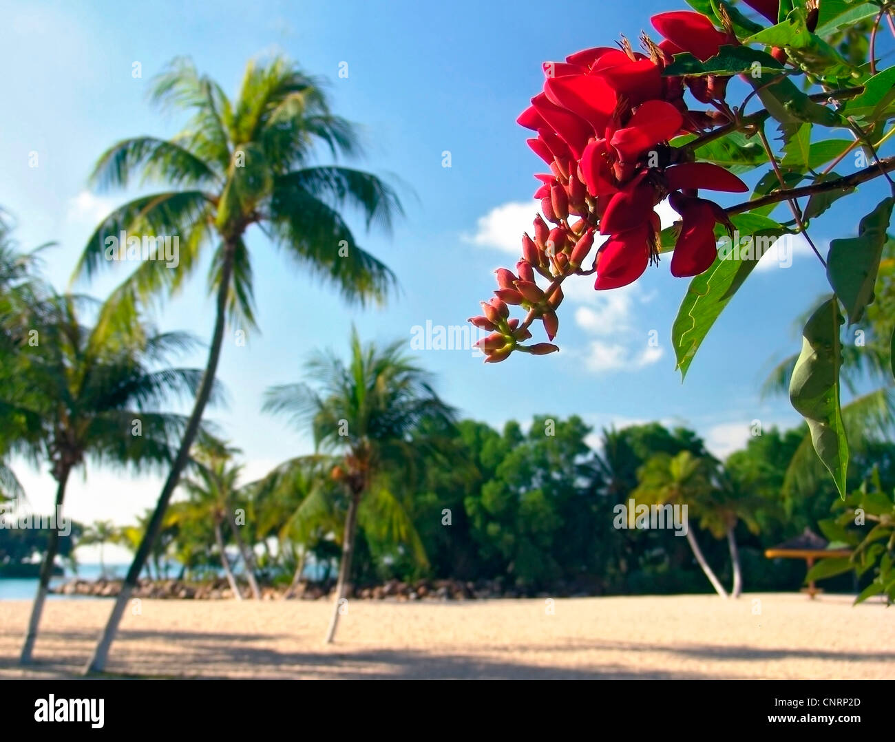 Siloso Beach at Sentosa Island, Singapore, Sentosa Stock Photo - Alamy