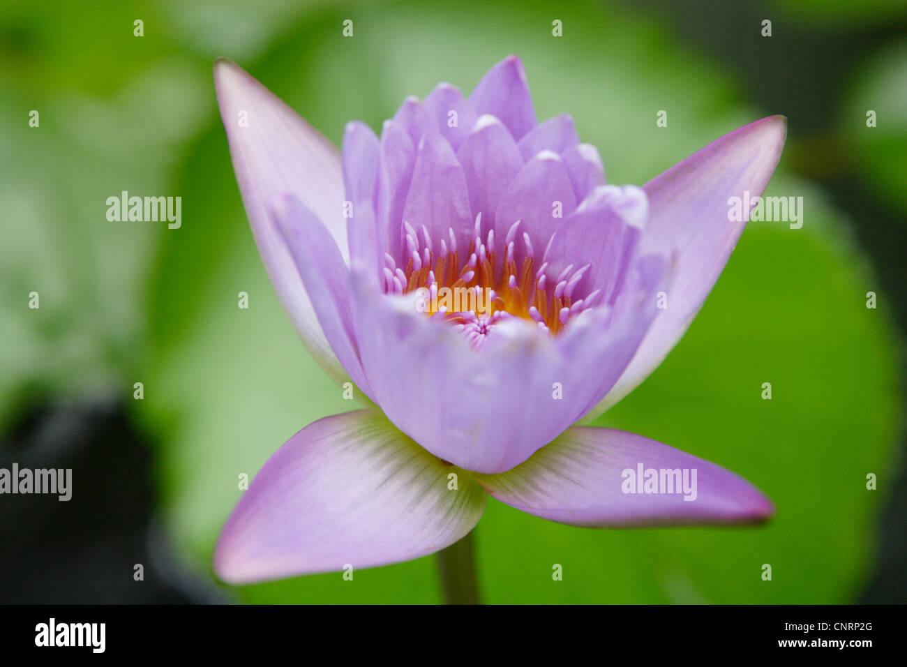 Water Lily ( Nymphaea-colorata Stock Photo - Alamy