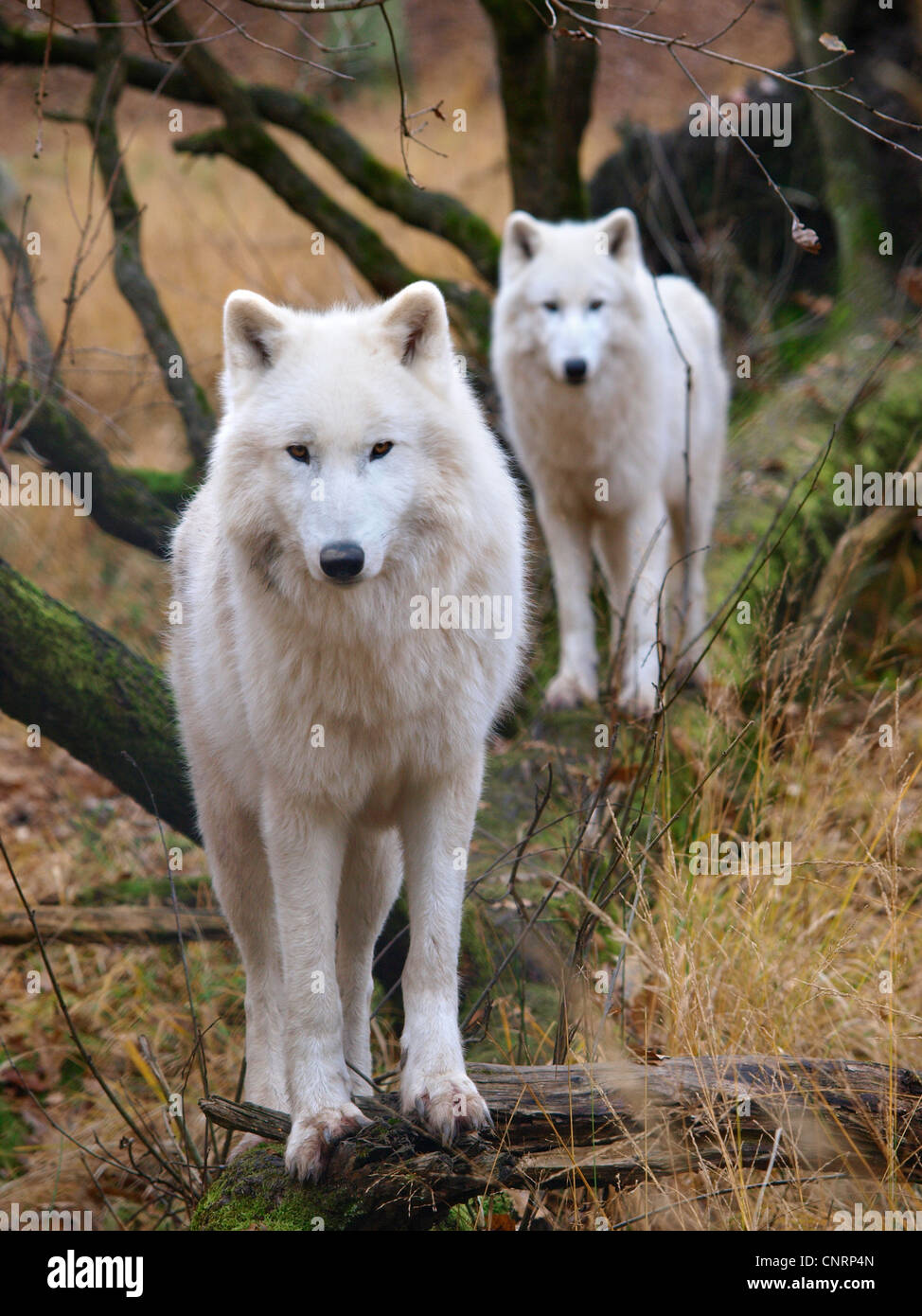 Canis lupus albus hi-res stock photography and images - Alamy