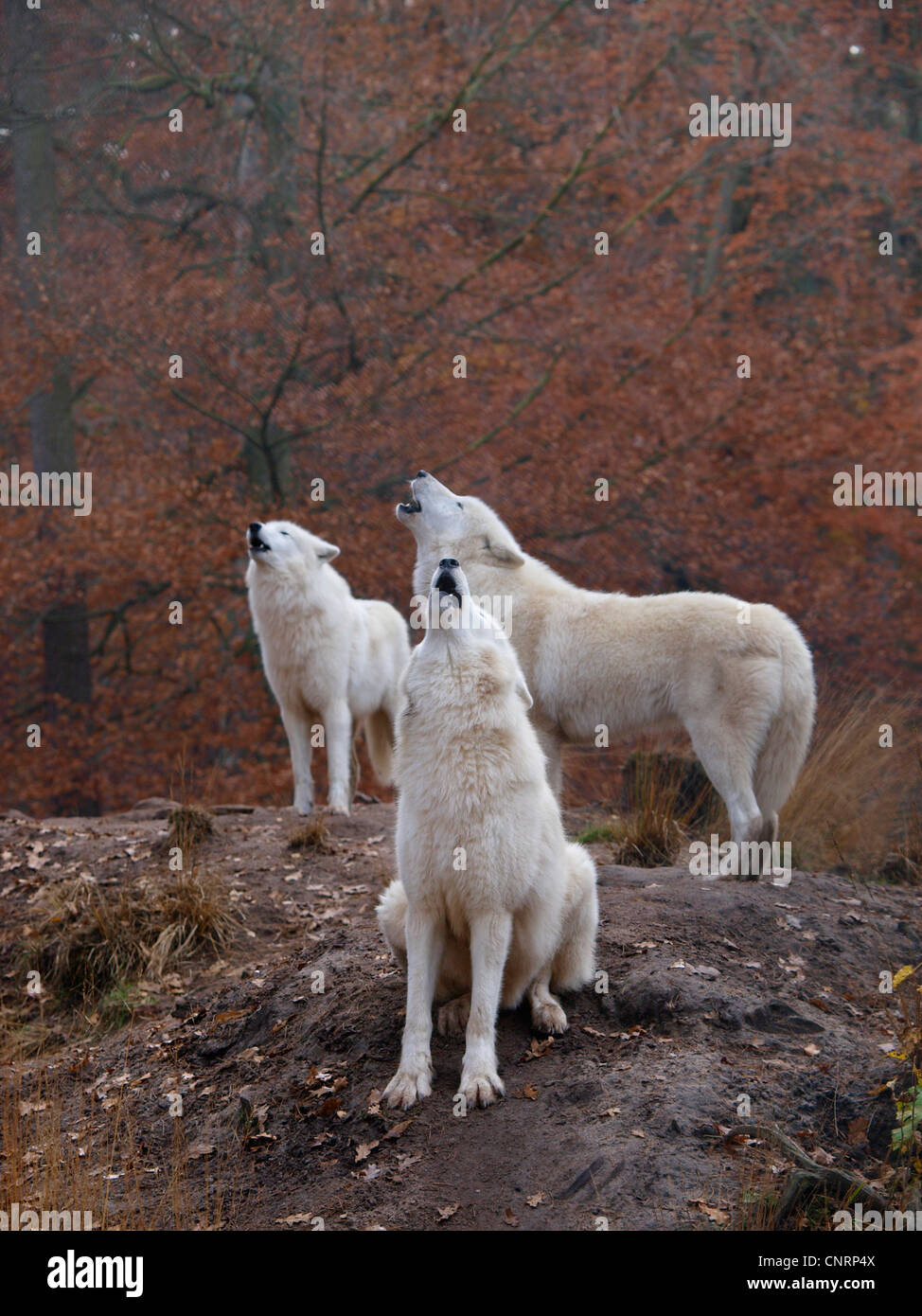 arctic wolf, tundra wolf (Canis lupus albus), three individuels howl ...