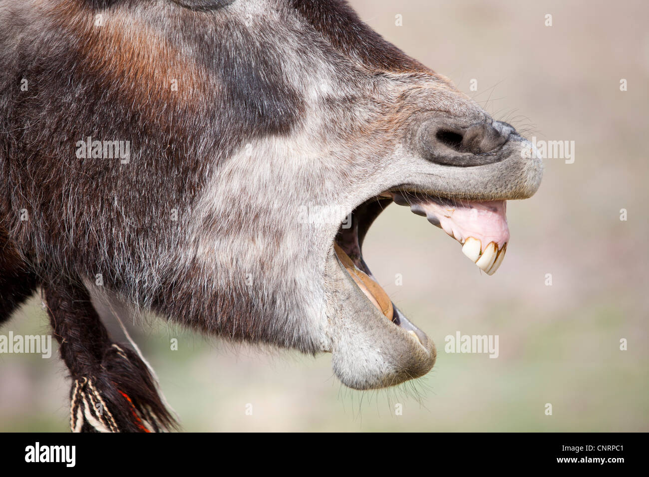Mule teeth hi-res stock photography and images - Alamy