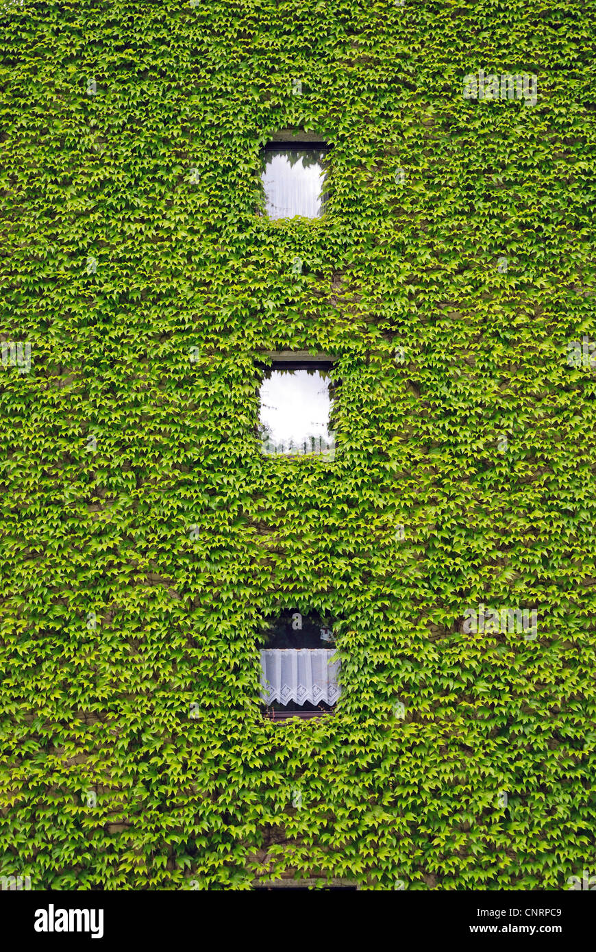 Boston ivy, Japanese creeper (Parthenocissus tricuspidata), at a ...