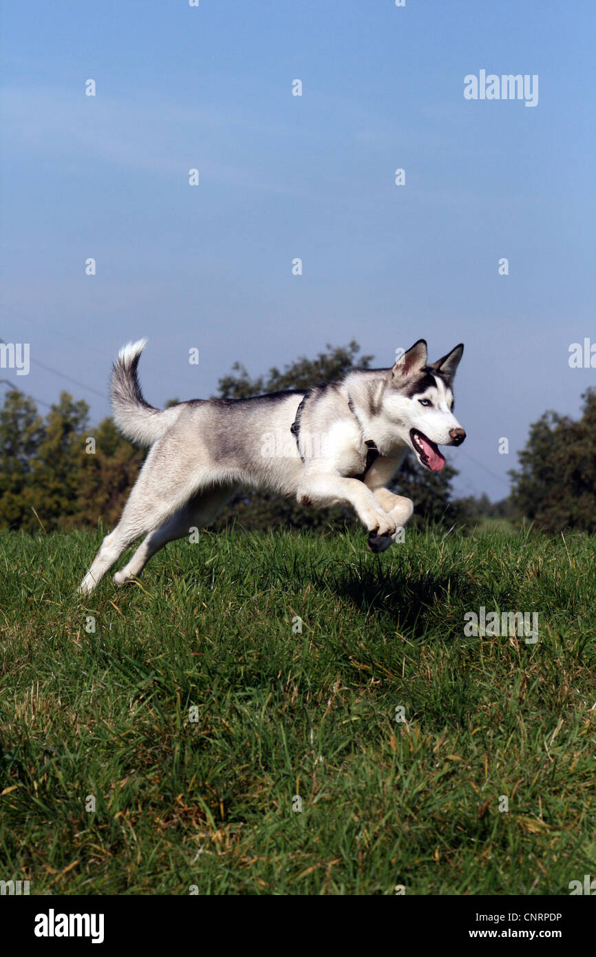 Siberian Husky (Canis lupus f. familiaris), running over a meadow Stock ...