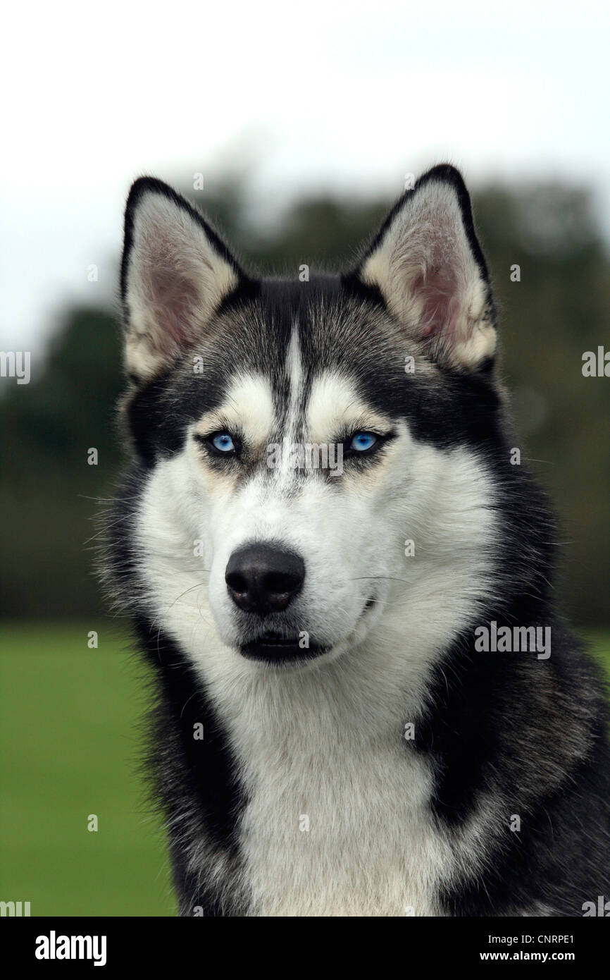 Siberian Husky (Canis lupus f. familiaris), portrait Stock Photo - Alamy