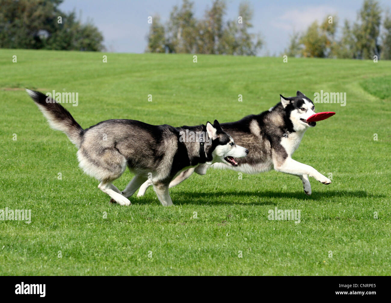 Siberian Husky (Canis lupus f. familiaris), two individuals running and ...