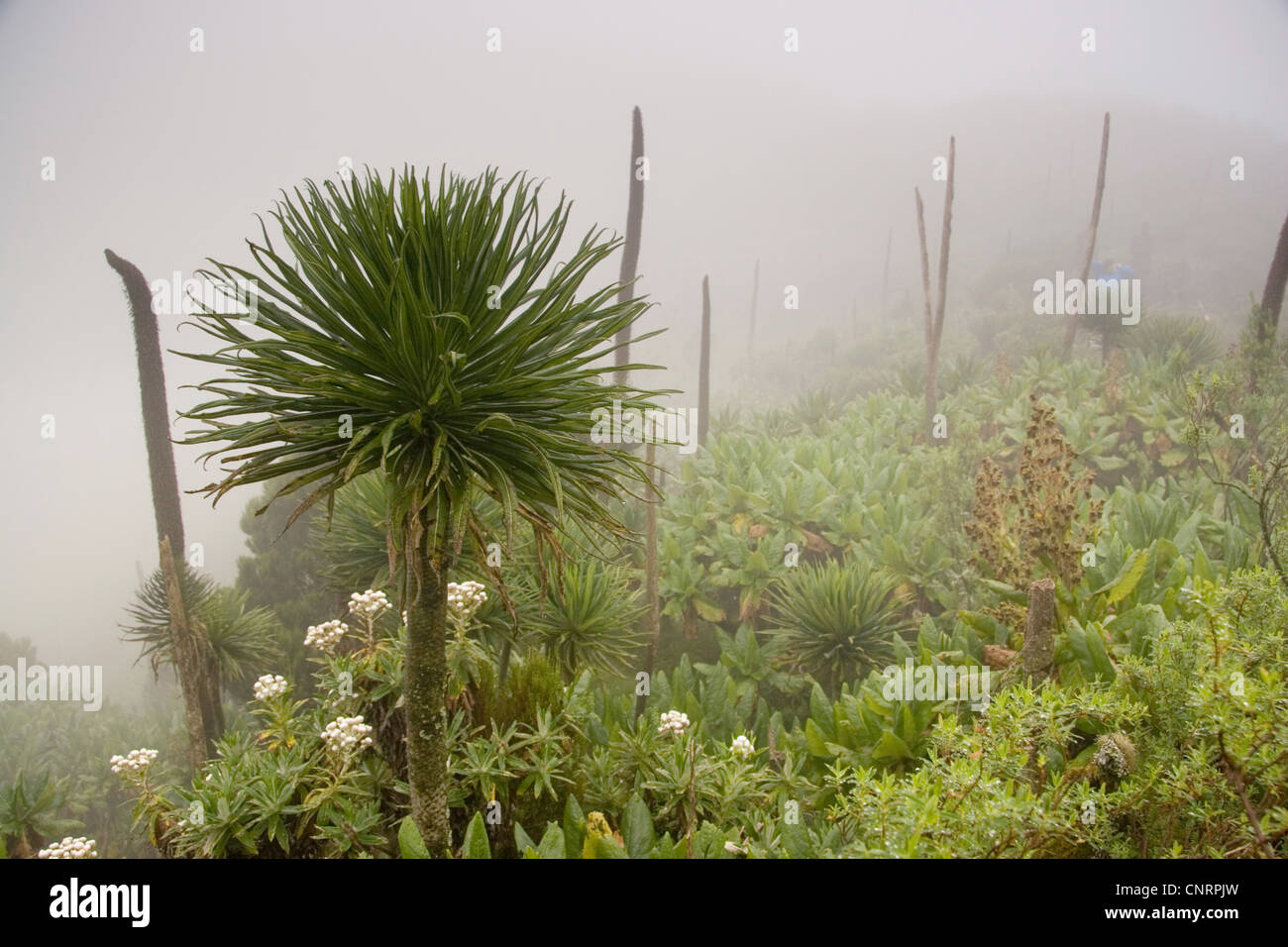 afromontane cloud forest, Uganda, Mgahinga National Park Stock Photo ...