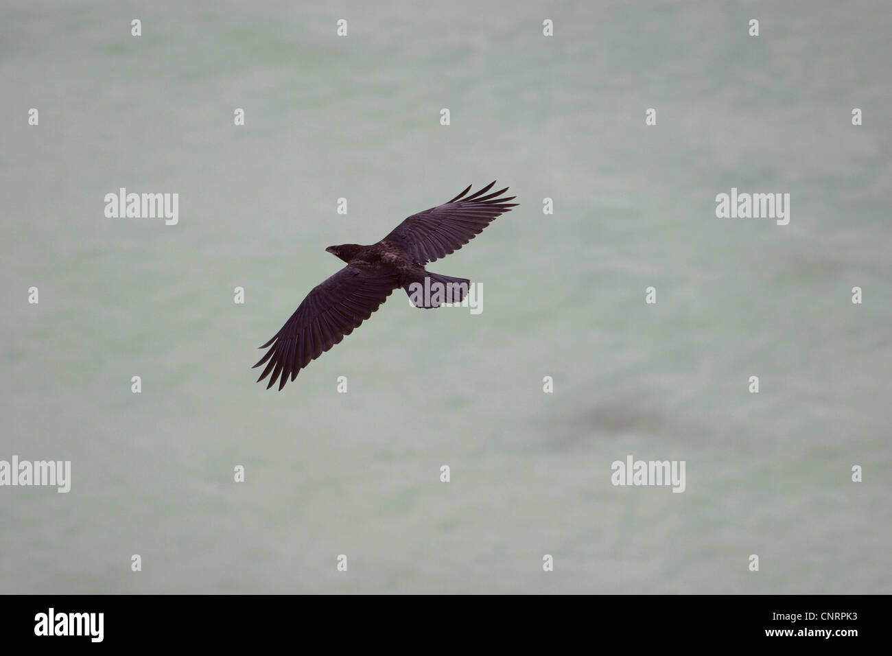 High angle view raven flying hi-res stock photography and images - Alamy