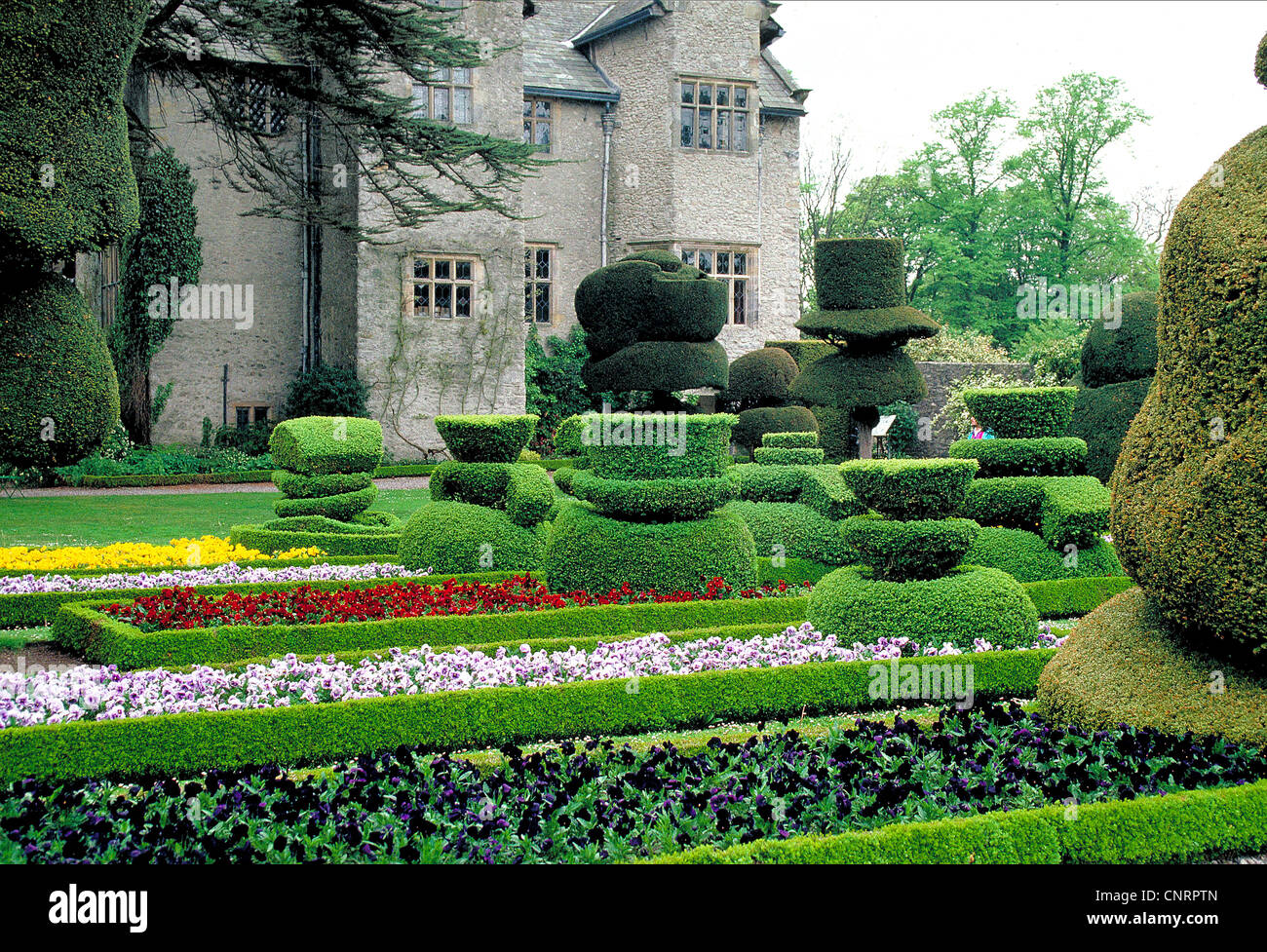 common box, boxwood (Buxus sempervirens), topiary garden with yew and ...