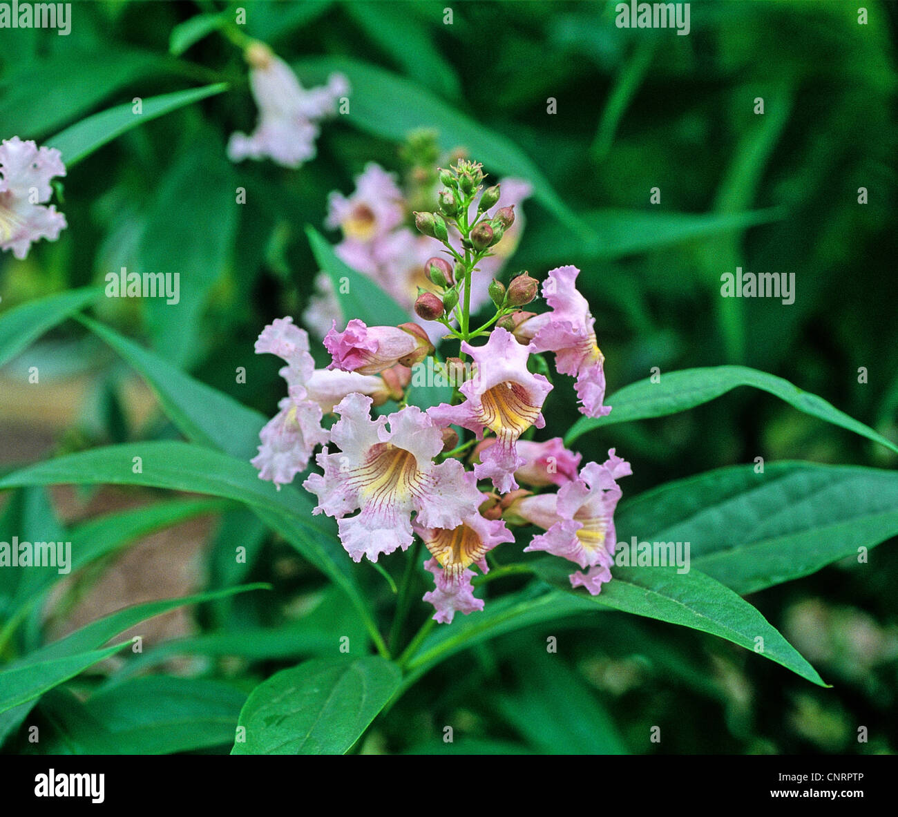 Pink dawn chitalpa tashkentensis hi-res stock photography and images ...