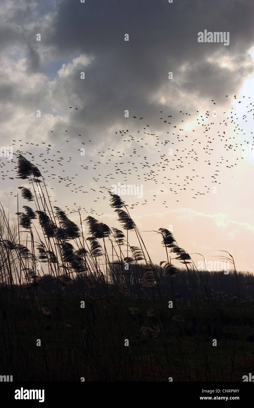 Tree various birds hi-res stock photography and images - Alamy