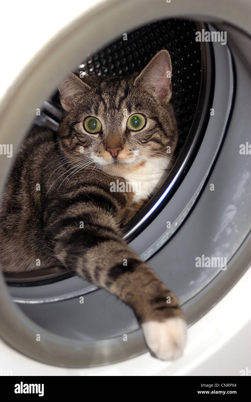 Cat in washing machine hi-res stock photography and images - Alamy