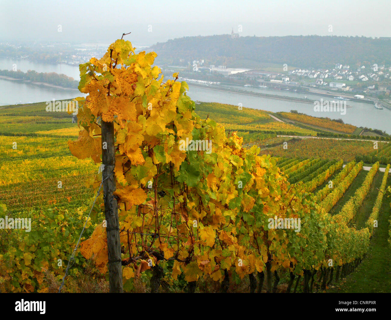 Rheingau s hi-res stock photography and images - Alamy