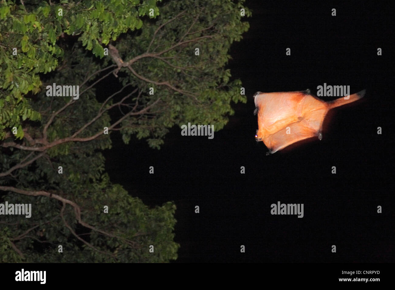 Red giant flying Squirrel (Petaurista petaurista), flying from tree to ...