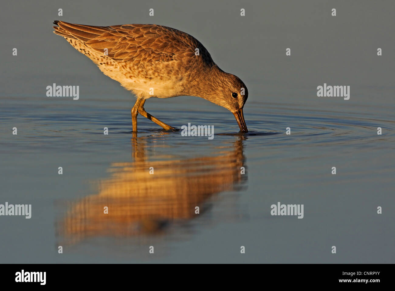 short-billed dowitcher (Limnodromus griseus), searching food, USA ...