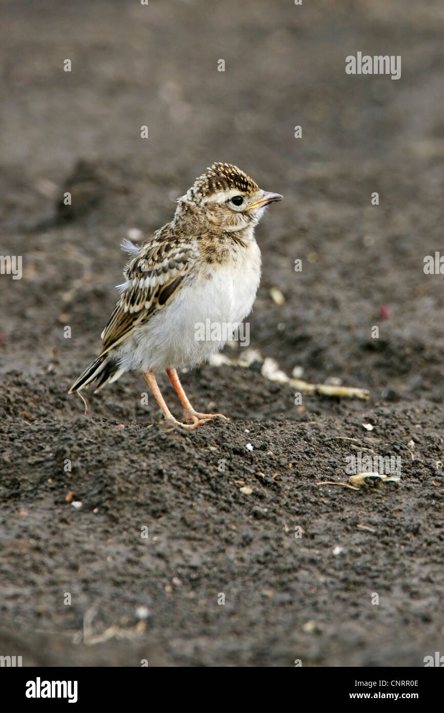greater short-toed lark (Calandrella brachydactyla), on ground ...