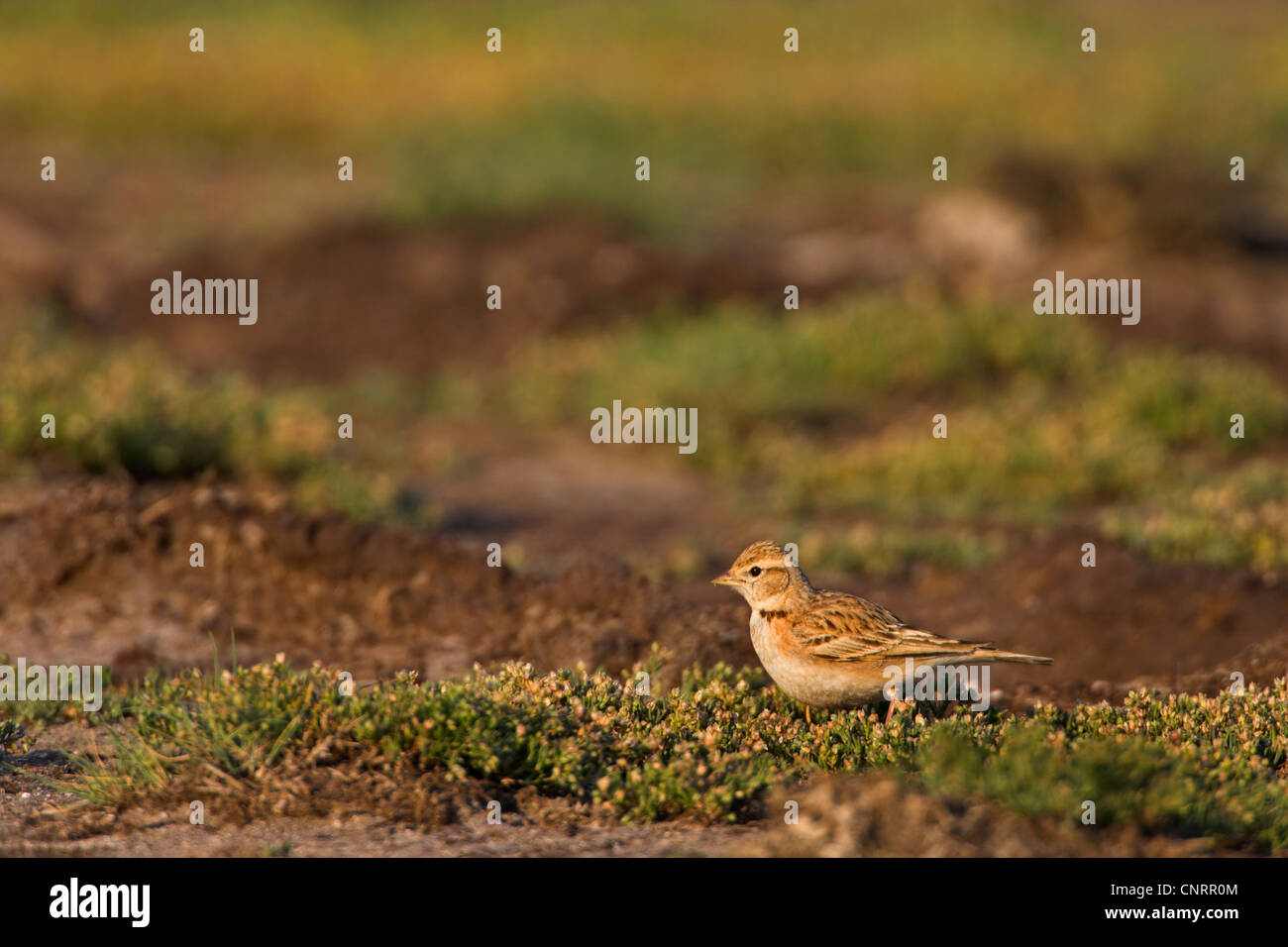 greater short-toed lark (Calandrella brachydactyla), on ground ...