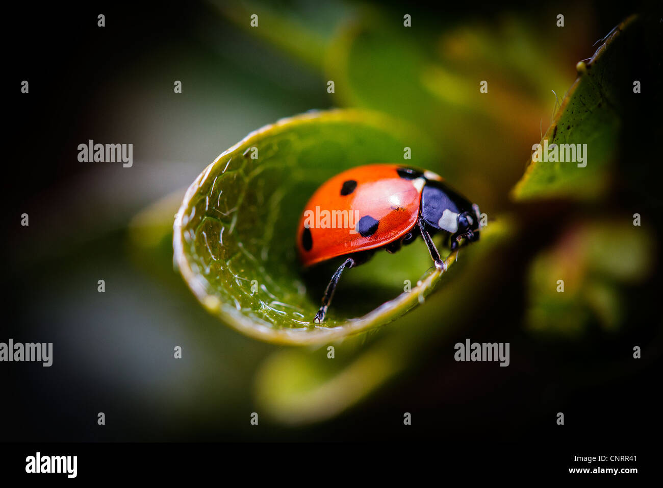 Ladybird inside a curled leaf Stock Photo - Alamy