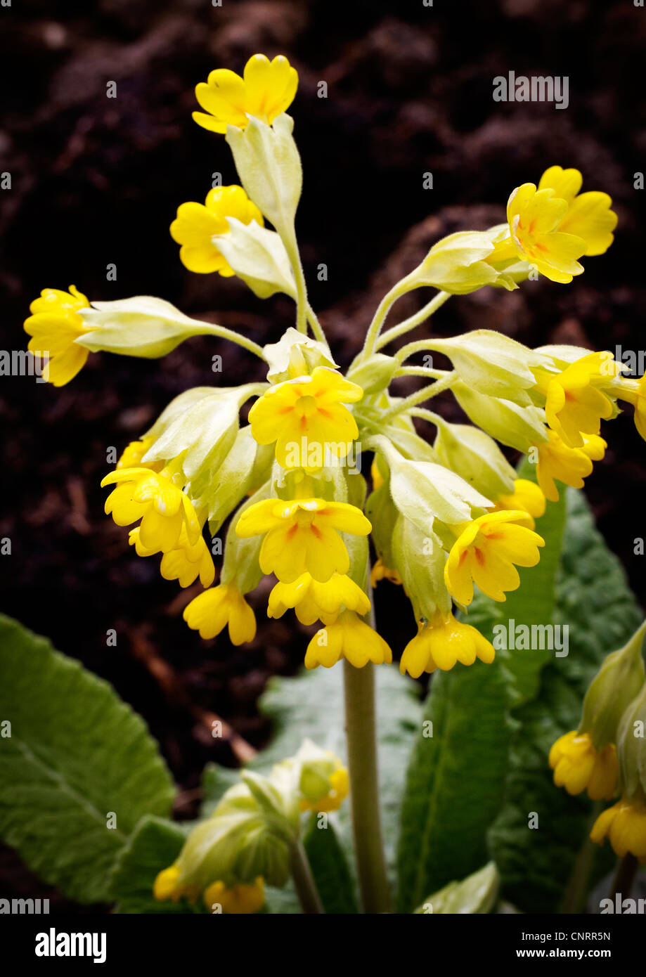 Cowslips taken in a back garden Stock Photo - Alamy