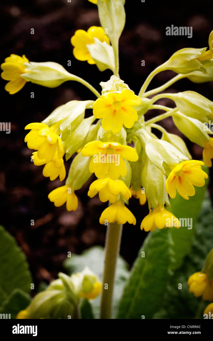 Cowslips taken in a back garden Stock Photo - Alamy