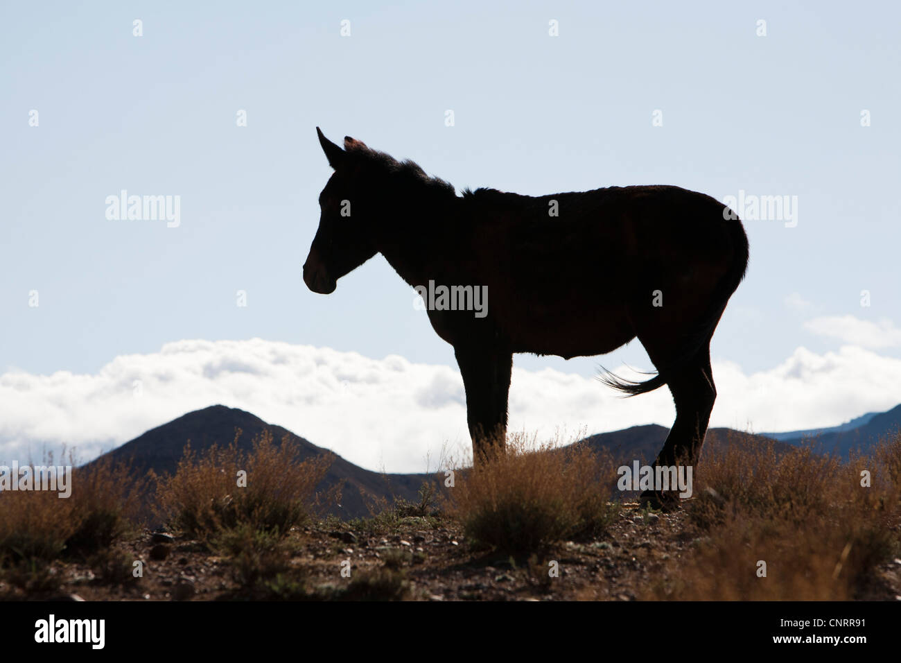 Sirwa Stock Photos & Sirwa Stock Images - Alamy