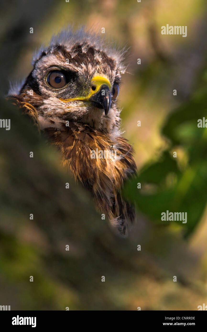 Buzzard with fledgling prey hi-res stock photography and images - Alamy