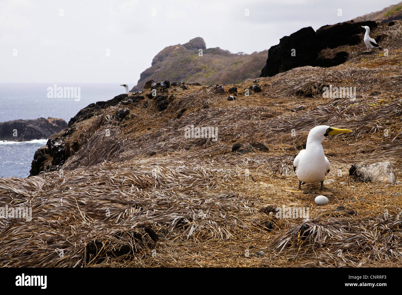 Albatross nests at Ponta da Sapata in Fernando de Noronha, an ...