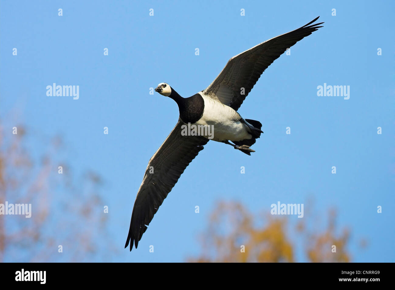 barnacle goose (Branta leucopsis), in flight, Netherlands, Texel Stock ...