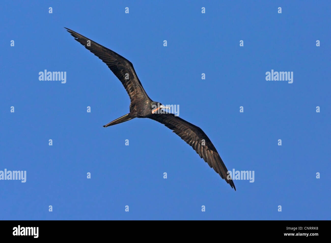 magnificent frigate bird (Fregata magnificens), in flight, USA, Florida ...