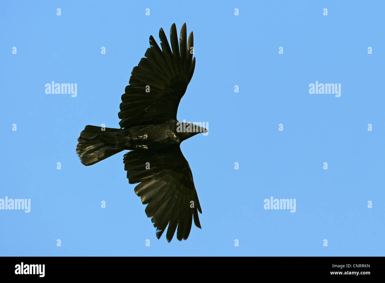 Crows in flight hi-res stock photography and images - Alamy