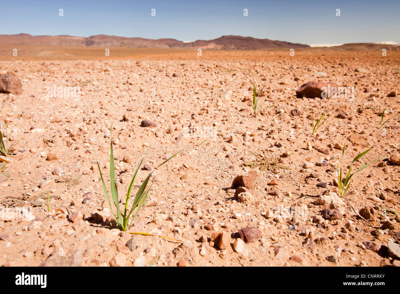 Barley growing near a Berber village in the Anti Atlas mountains of ...