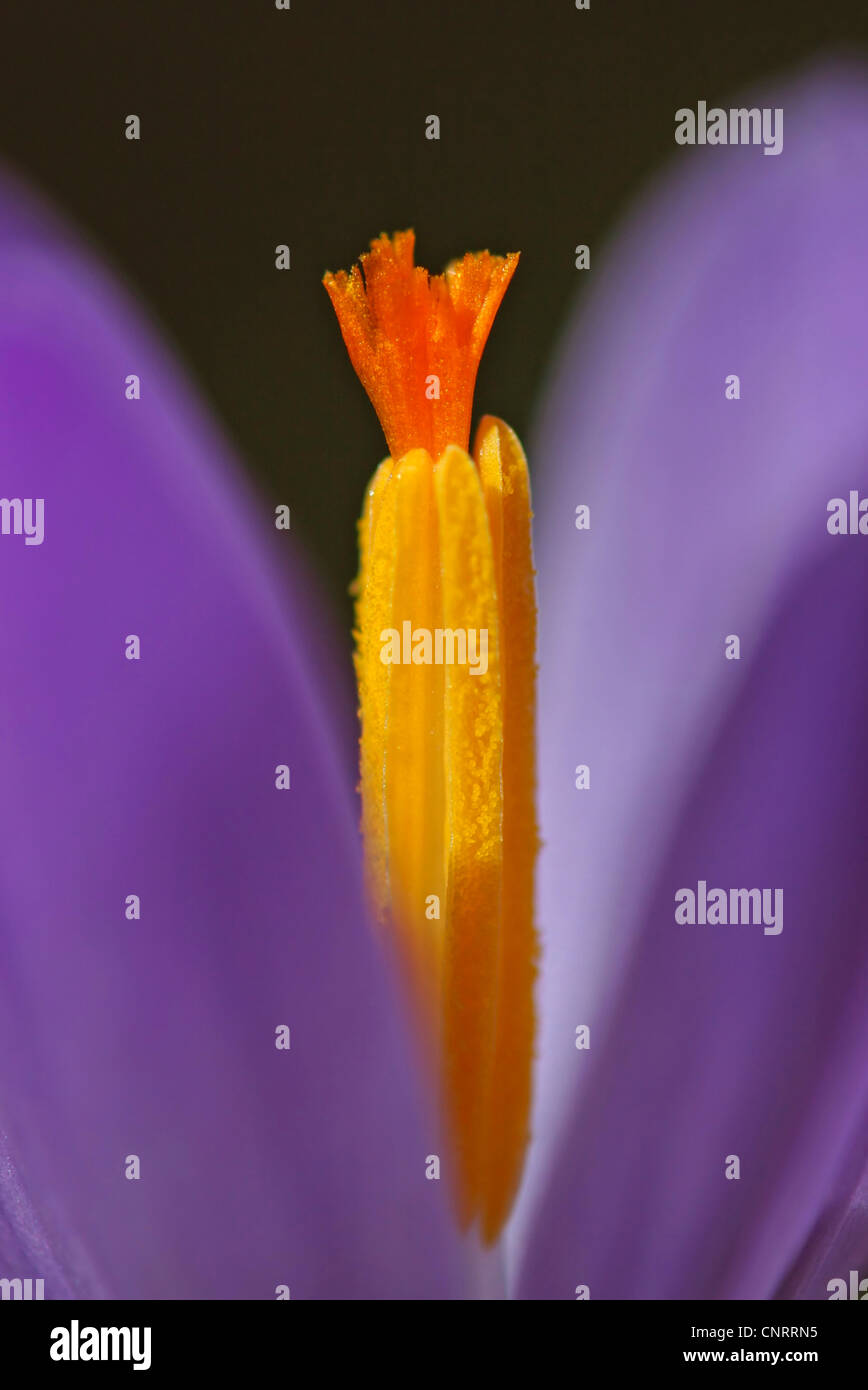 Stigma mcphoto hi-res stock photography and images - Alamy