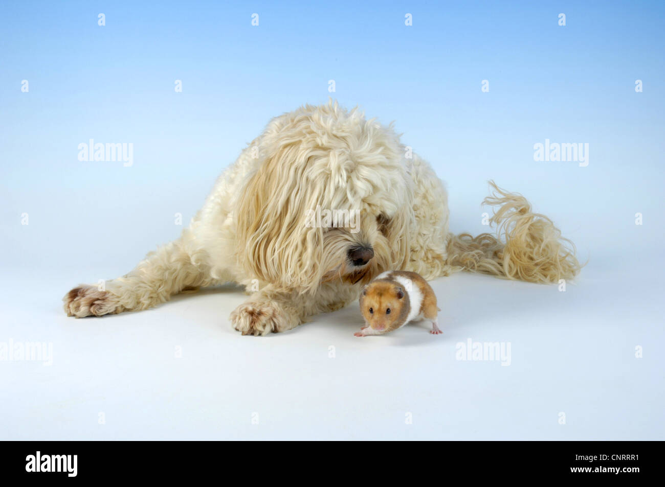 golden hamster (Mesocricetus auratus), and dog Stock Photo - Alamy