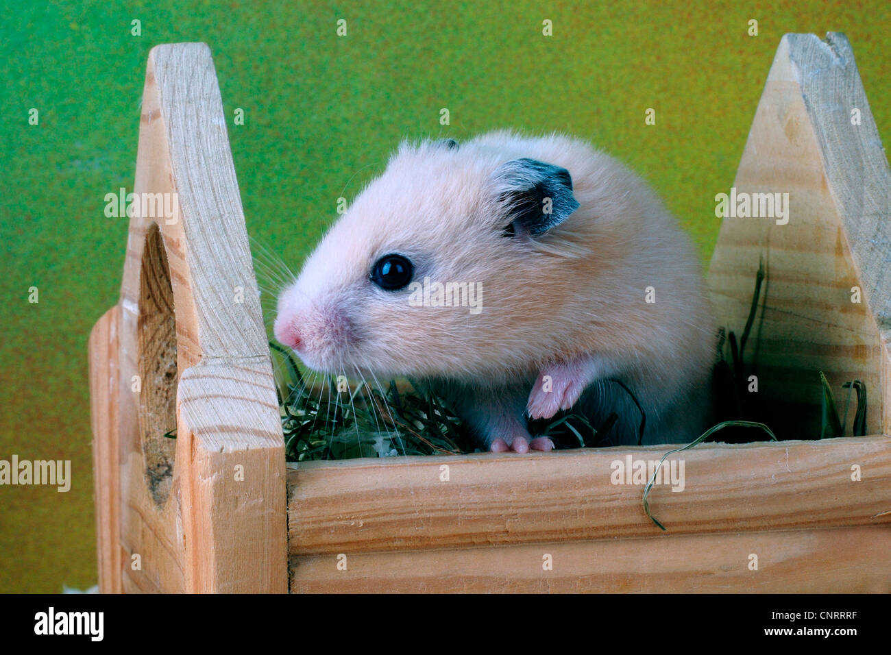 golden hamster (Mesocricetus auratus), looks out of a herbagebox Stock ...