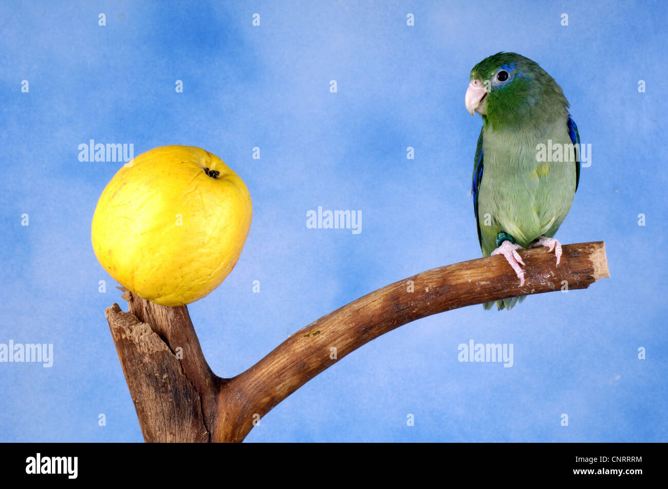 Spectacled parrotlet (Forpus conspicillatus), male is looking at an ...