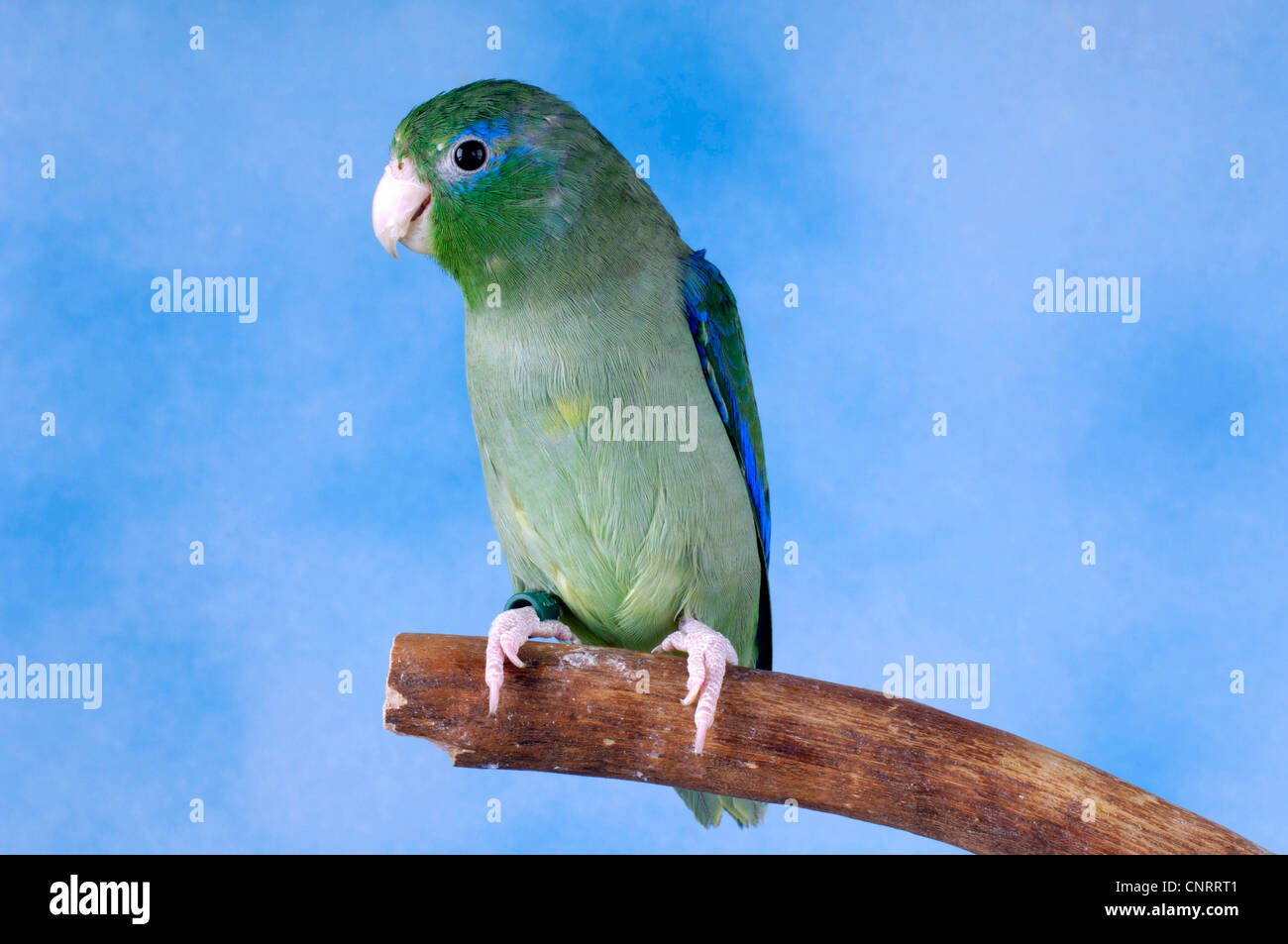 Spectacled parrotlet (Forpus conspicillatus), male Stock Photo - Alamy