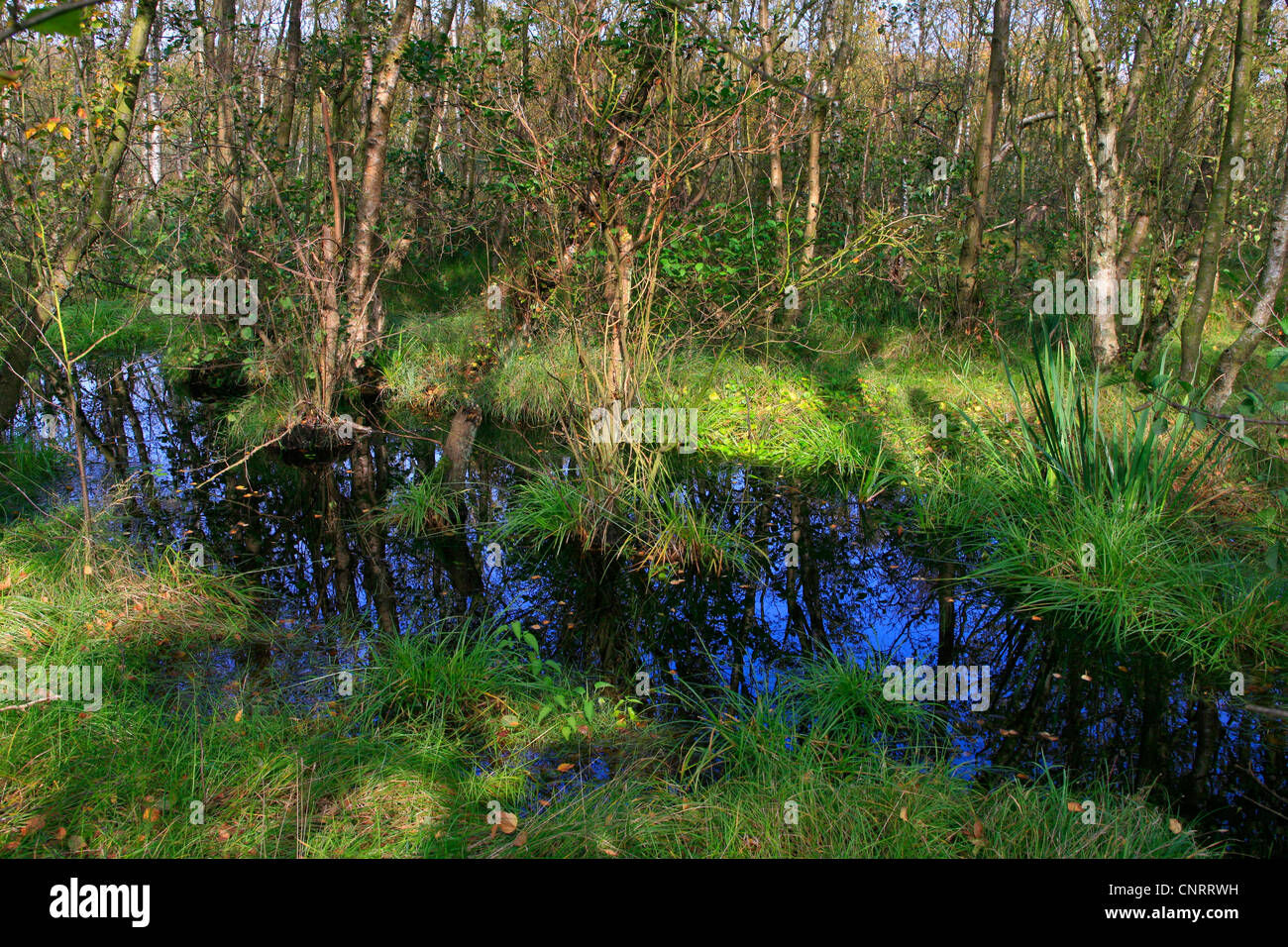 Silver birches island hi-res stock photography and images - Alamy