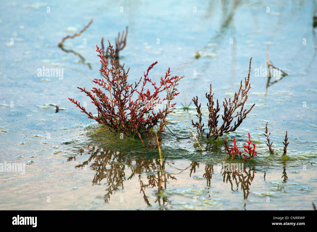 common glasswort (Salicornia europaea), at the coast of the North sea ...